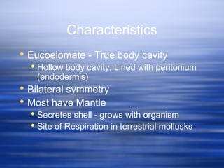 Mollusca Notes | PPT