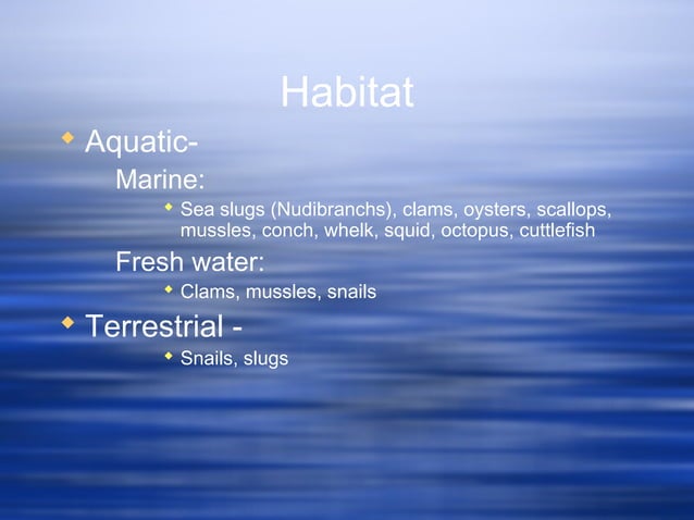 Mollusca Notes | PPT