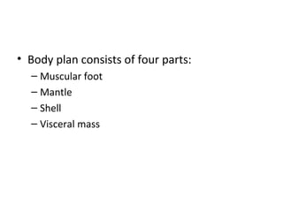 Mollusca | PPT