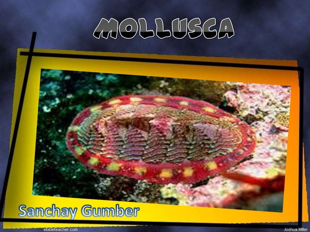 Mollusca | PPTX | Biological Sciences | Science