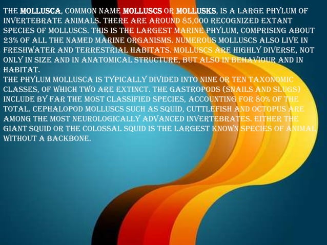 Mollusca | PPTX | Biological Sciences | Science