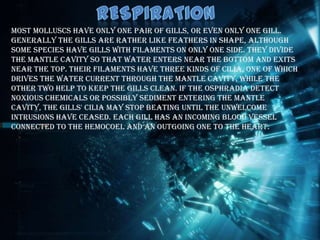 Mollusca | PPTX