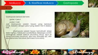 BIOLOGI - Mollusca kelas X | PPTX