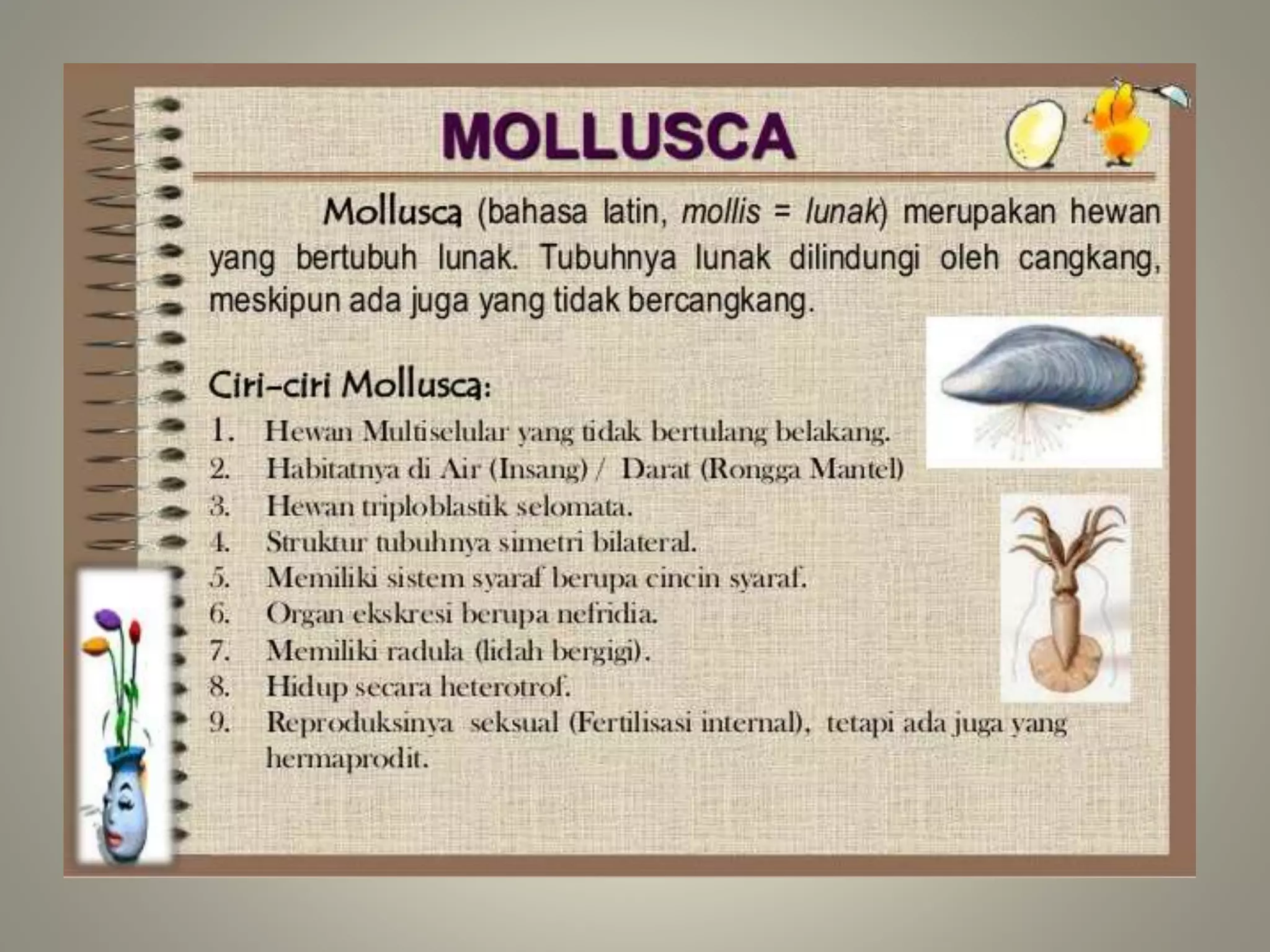 Filum Moluska | PPT