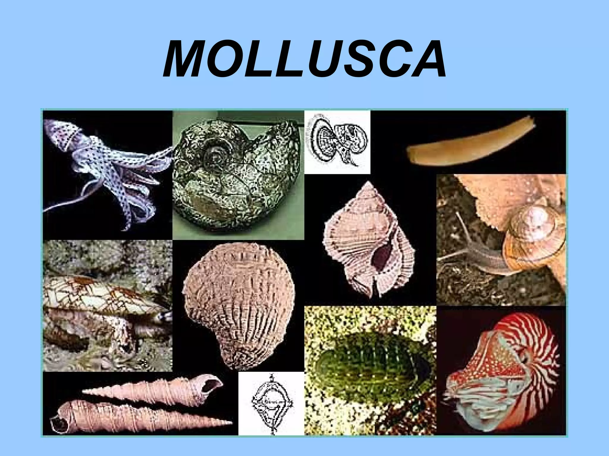 Mollusca | PPT