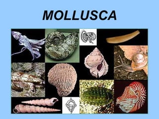 Mollusca | PPT
