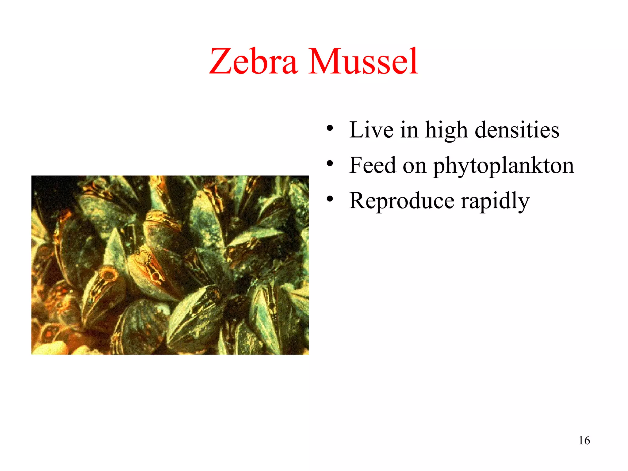 Mollusca | PPT