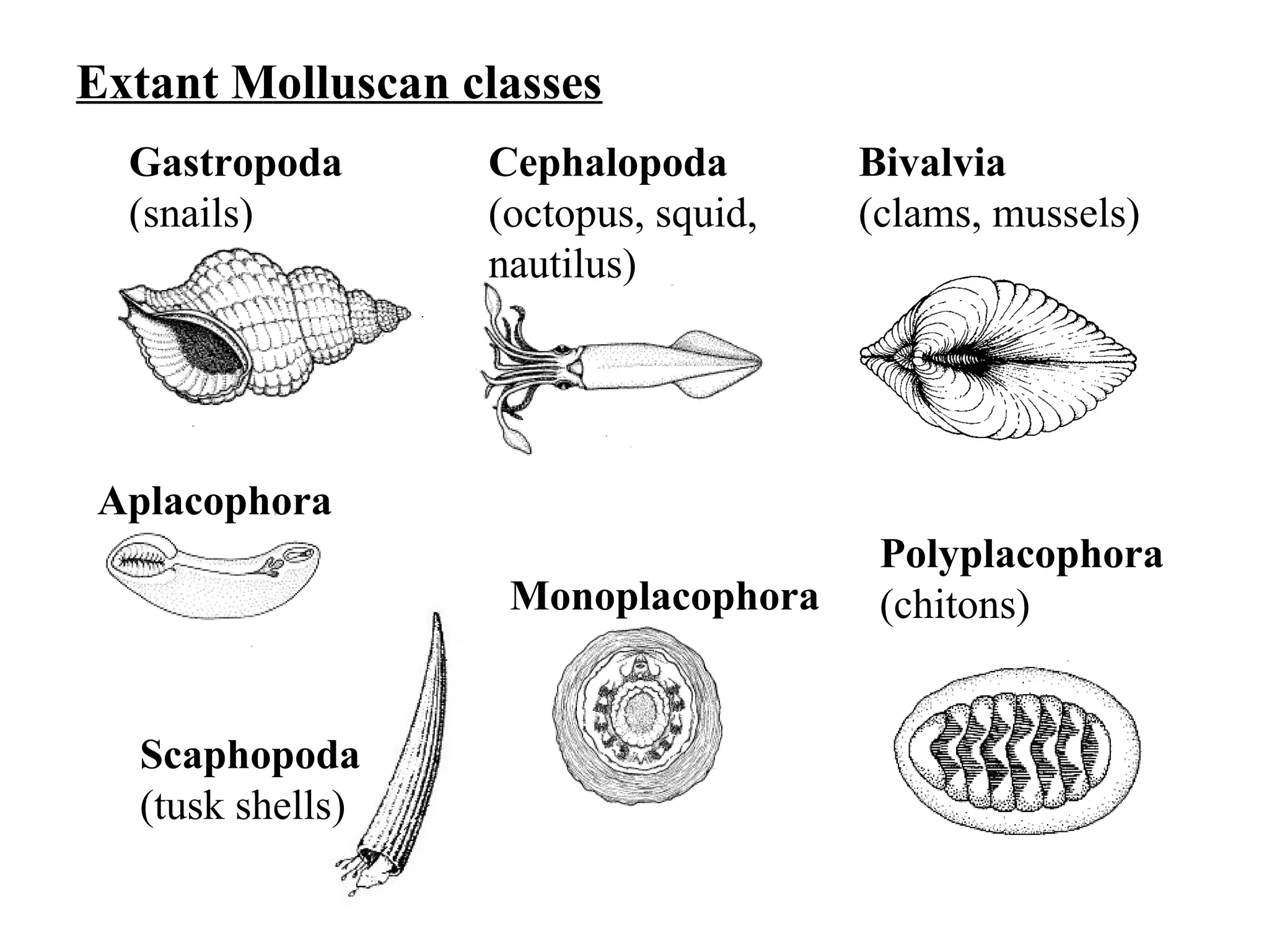 Mollusca | PPT