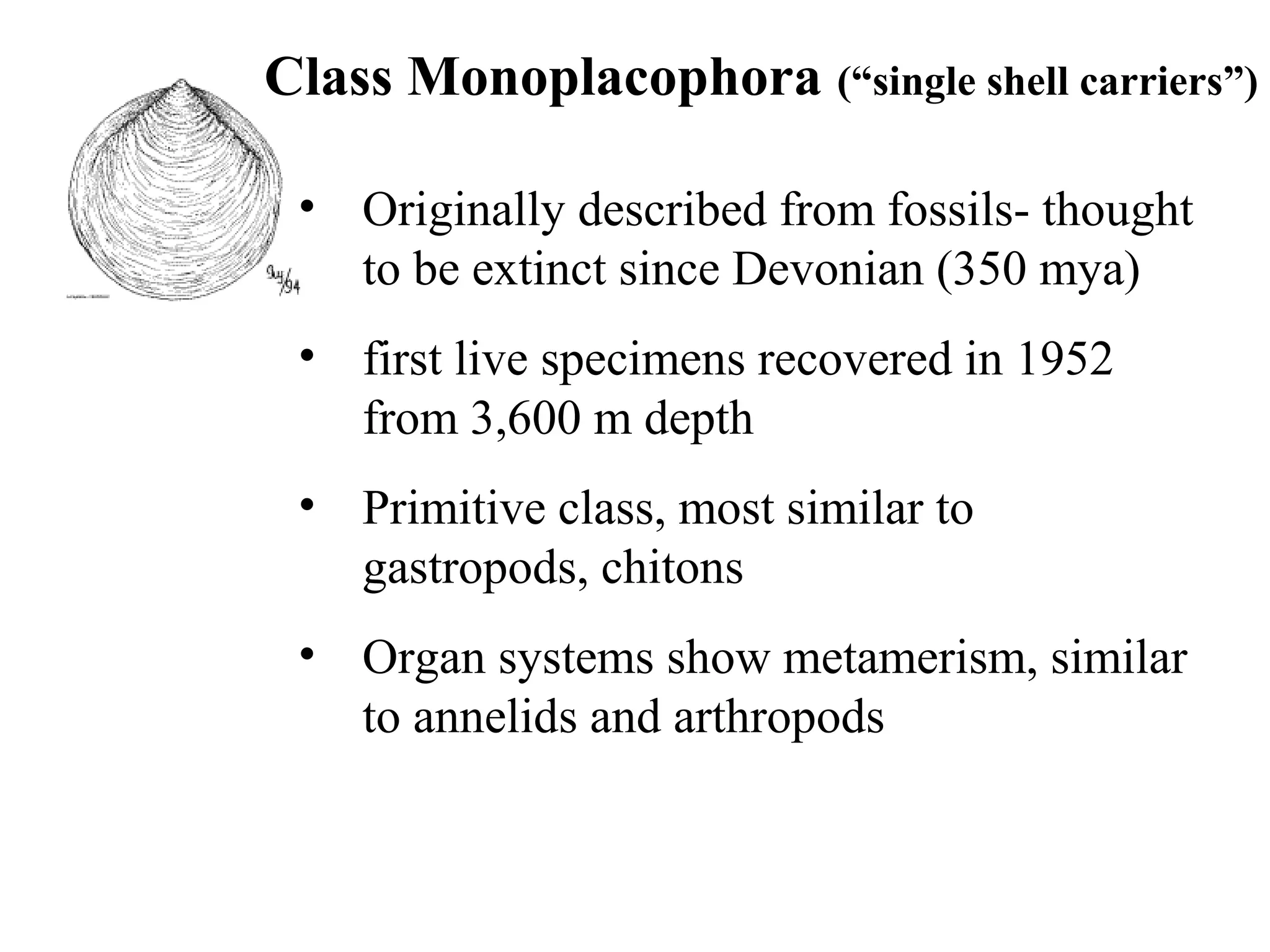 Mollusca | PPT