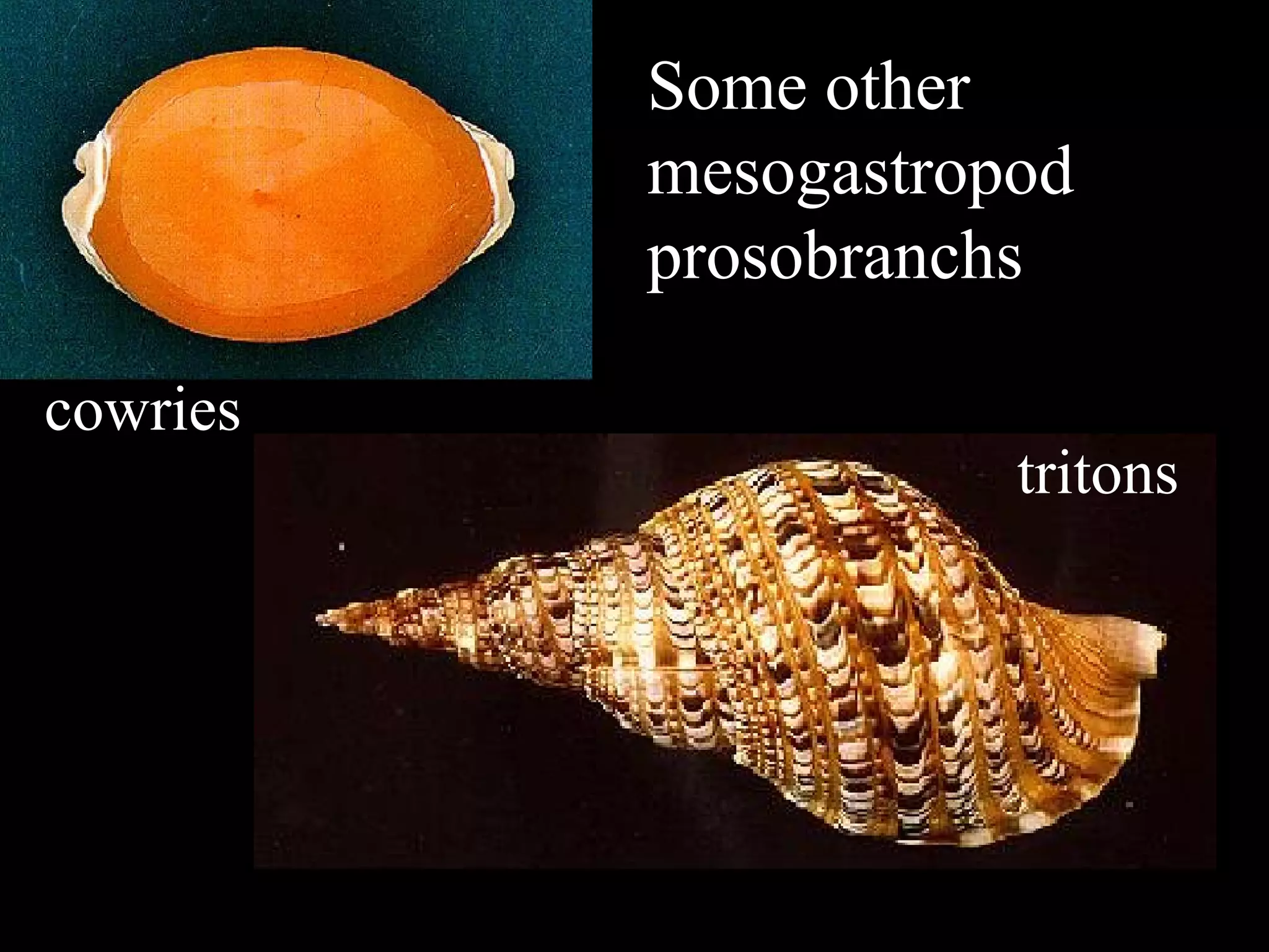Mollusca | PPT