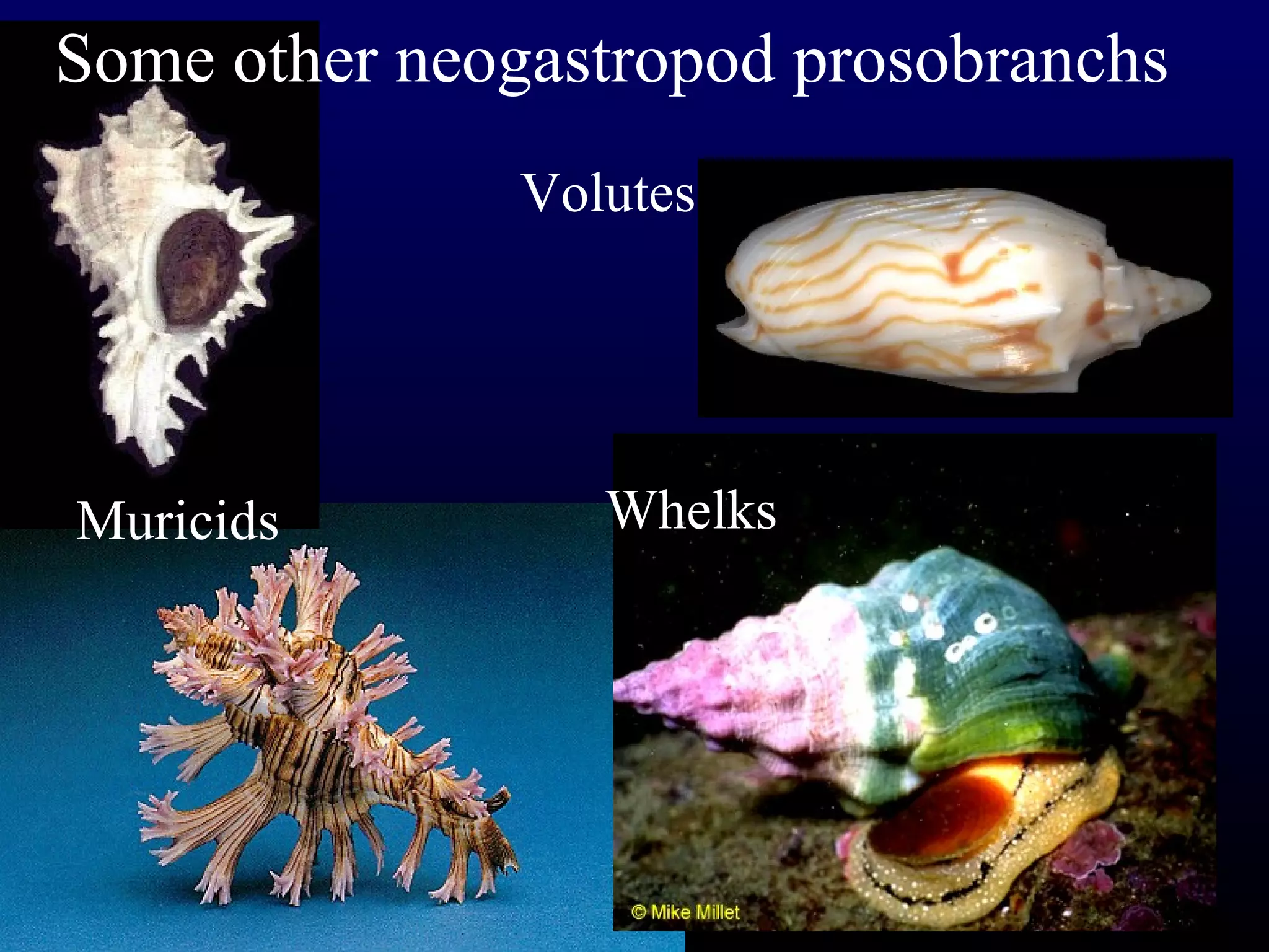 Mollusca | PPT