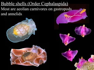 Mollusca | PPT