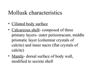 Mollusca | PPT