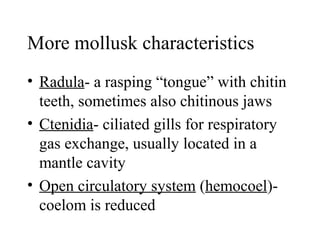 Mollusca | PPT