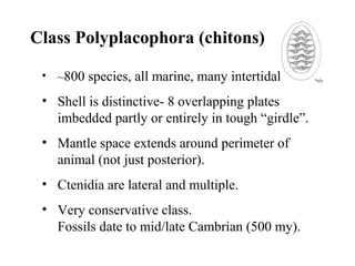 Mollusca | PPT