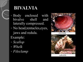Mollusca | PPT