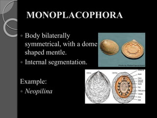 Mollusca | PPT