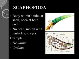 Mollusca | PPT