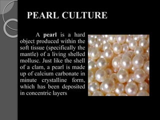 Mollusca | PPT