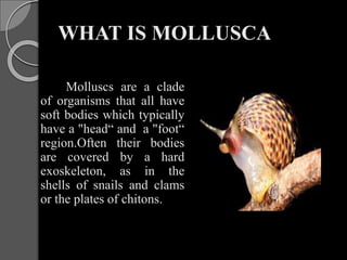 Mollusca | PPT
