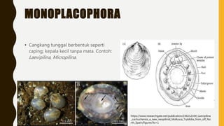Mollusca | PPTX