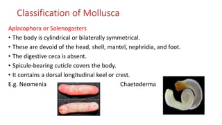 Mollusca.pptx