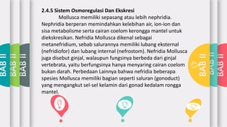 mollusca.pptx