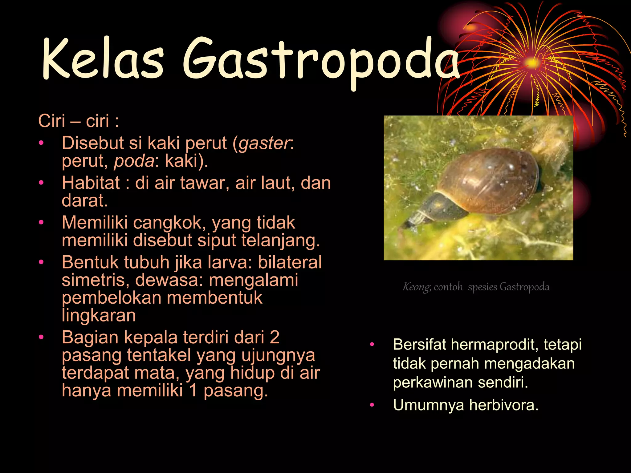 mollusca.pptx