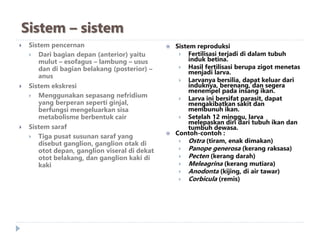 mollusca.pptx