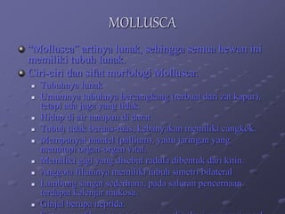 mollusca.pptx