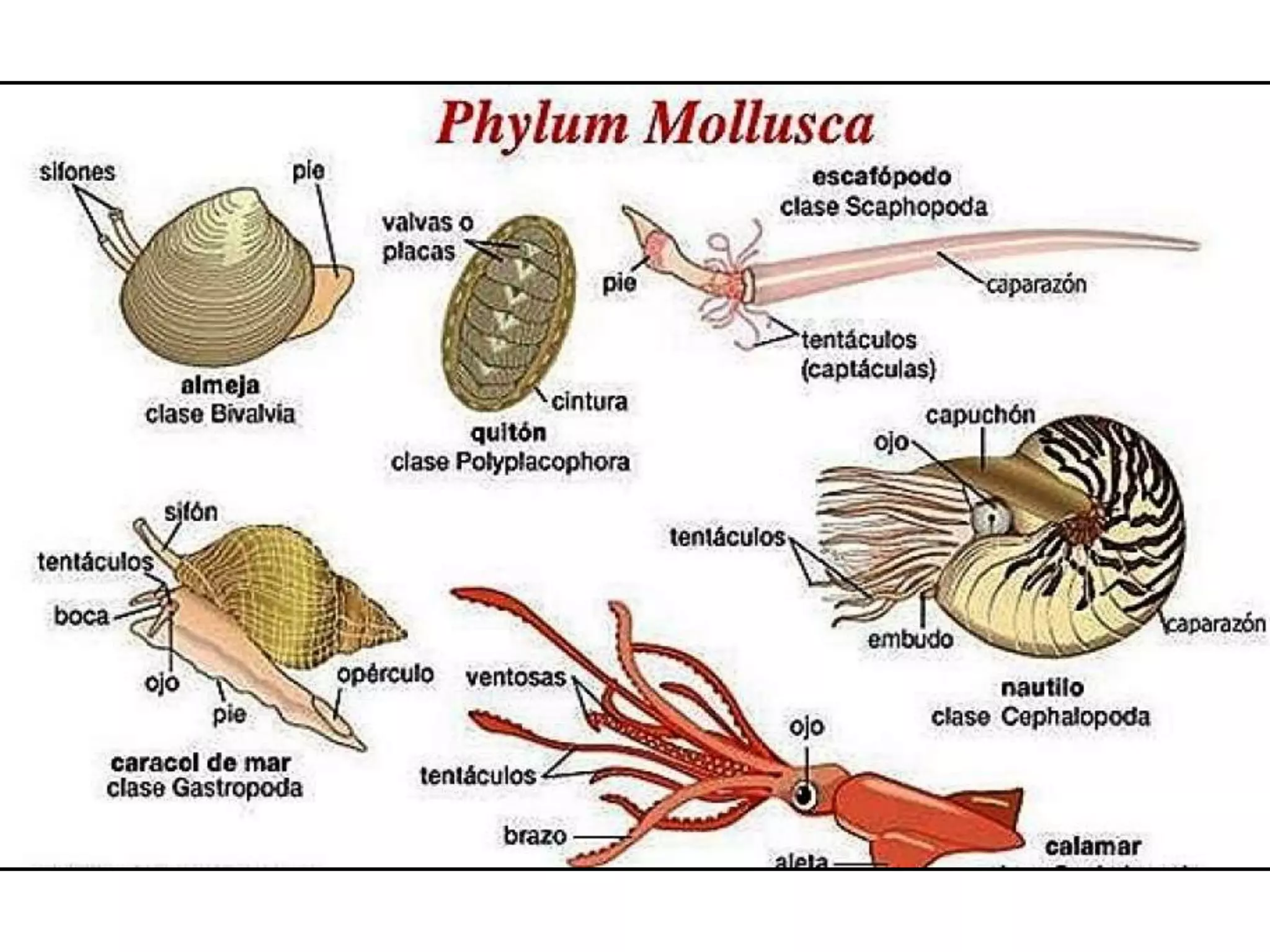 Mollusca.pptx