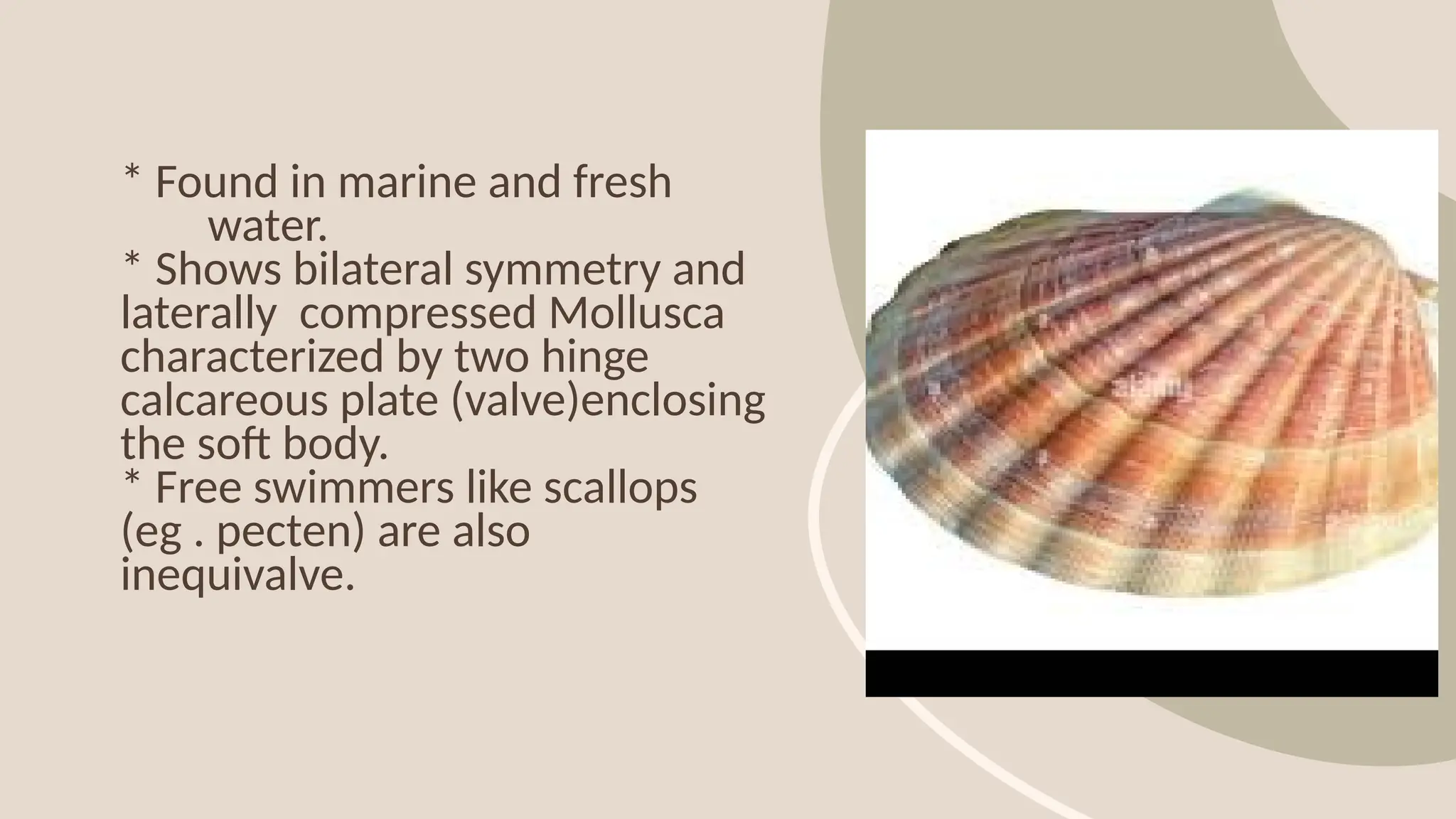 mollusca.pptx made by central university students | PPT