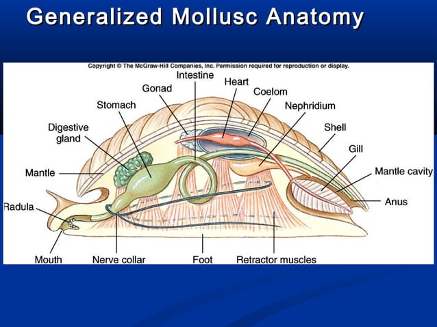 Mollusca general characters and classification | PPT