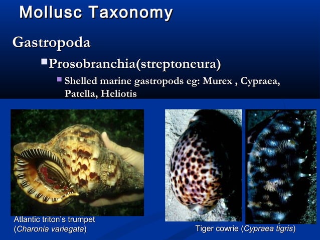 Mollusca general characters and classification | PPT