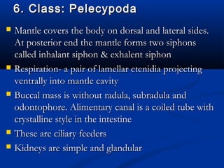 Mollusca general characters and classification | PPT