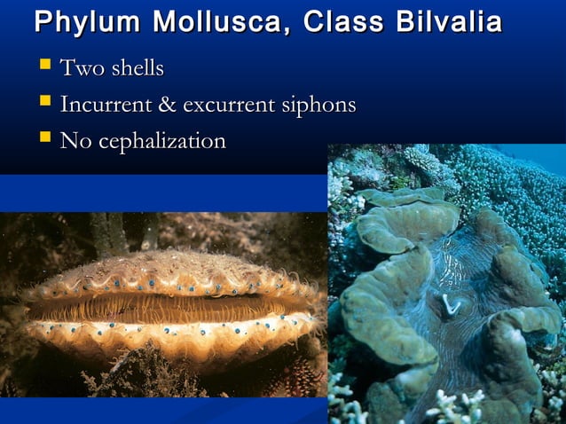 Mollusca general characters and classification | PPT