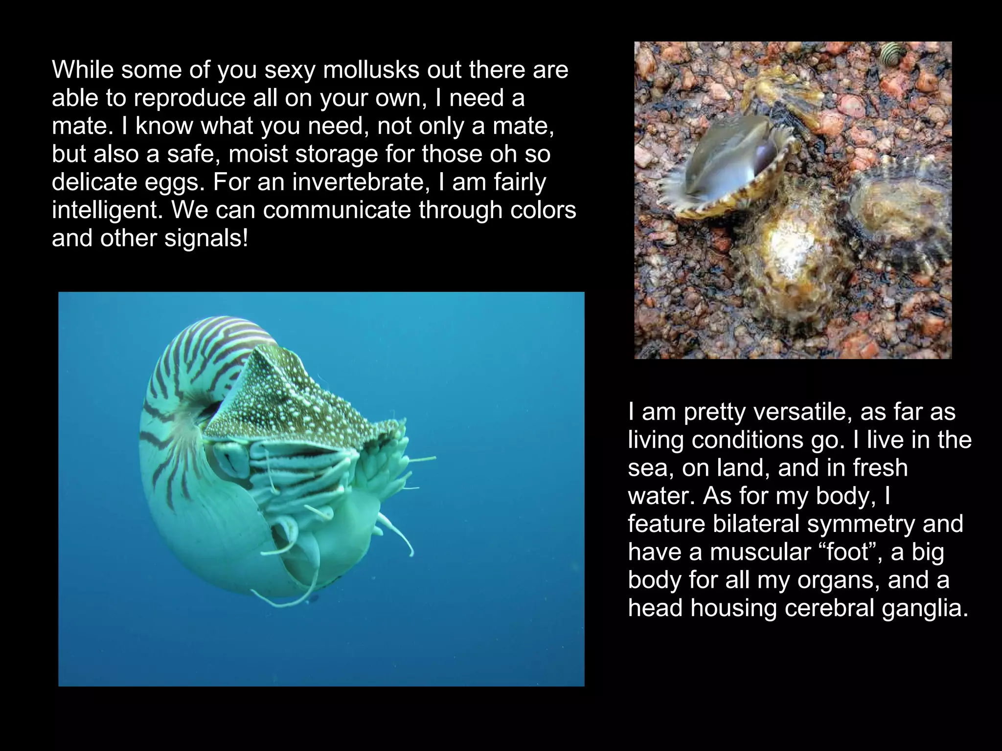 Mollusca Presentation | PPT | Lung and Respiratory Health | Diseases ...