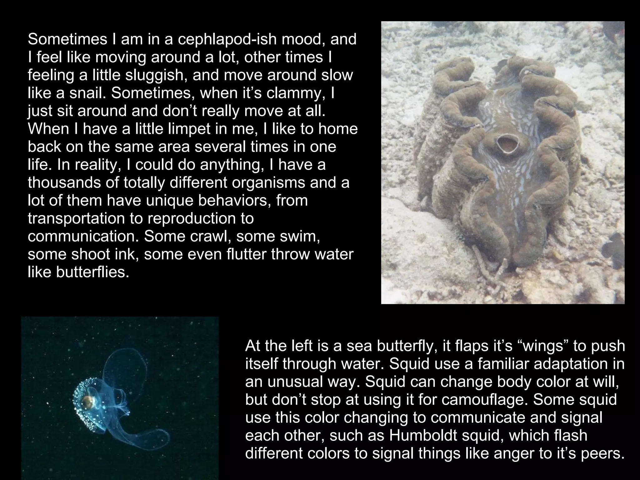 Mollusca Presentation | PPT | Lung and Respiratory Health | Diseases ...