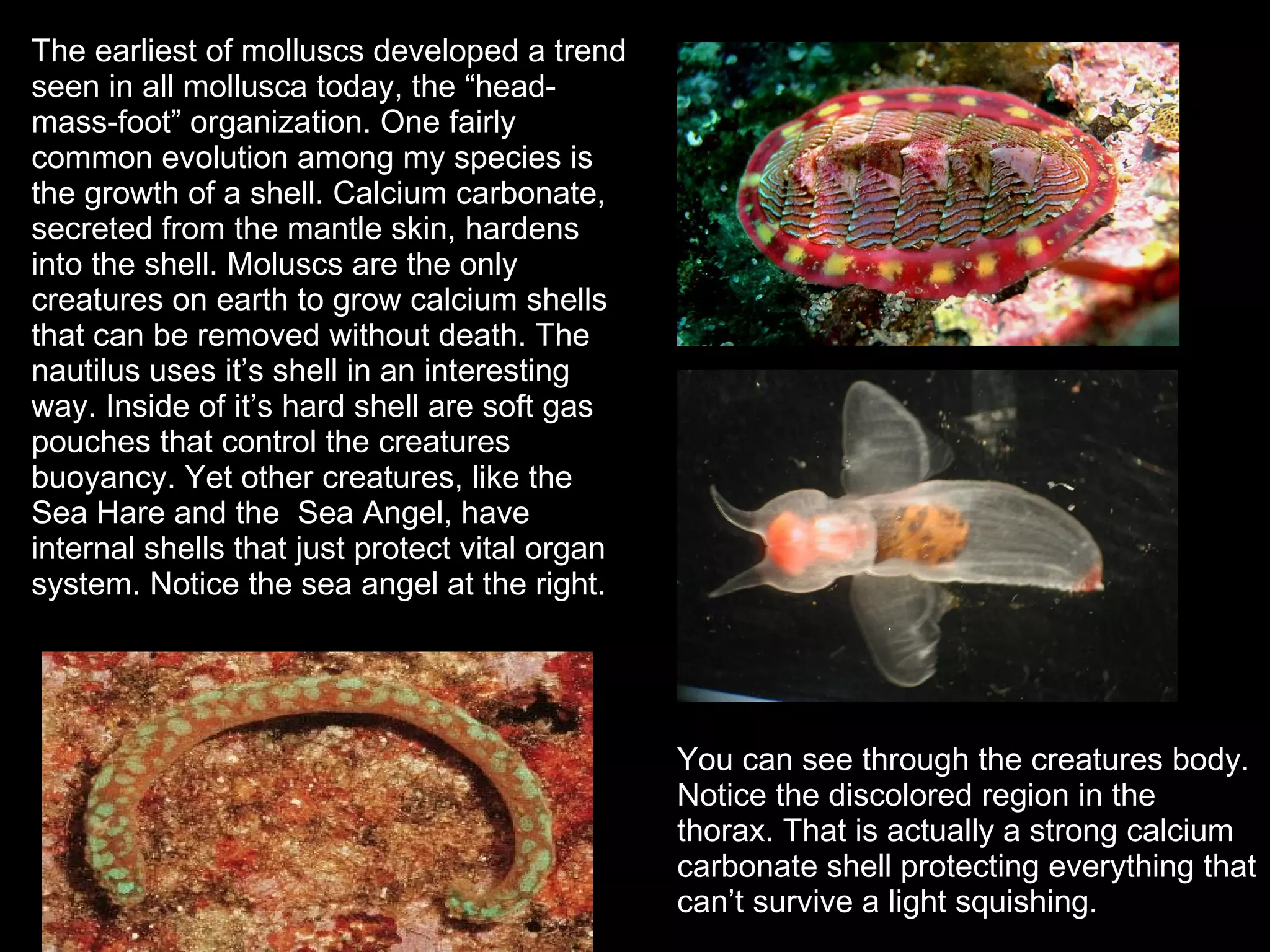 Mollusca Presentation | PPT | Lung and Respiratory Health | Diseases ...