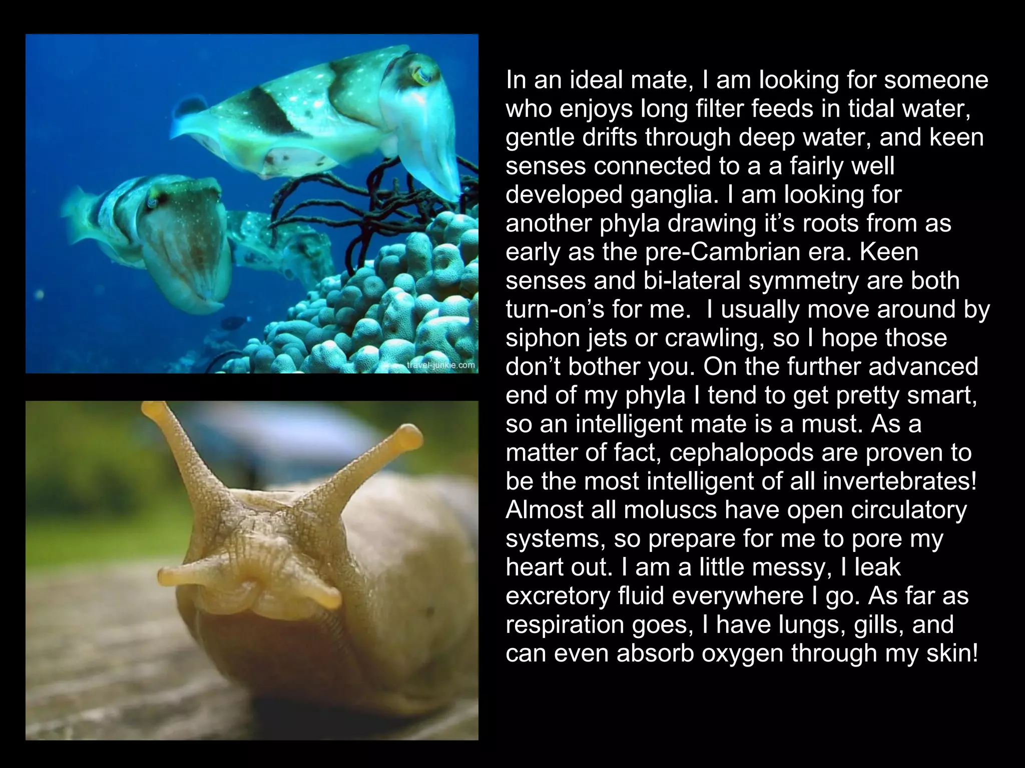 Mollusca Presentation | PPT