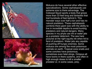 Mollusca Presentation | PPT