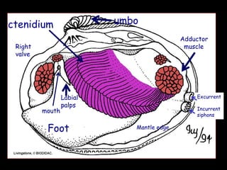 Mollusca sub classes including gastropods | PPT