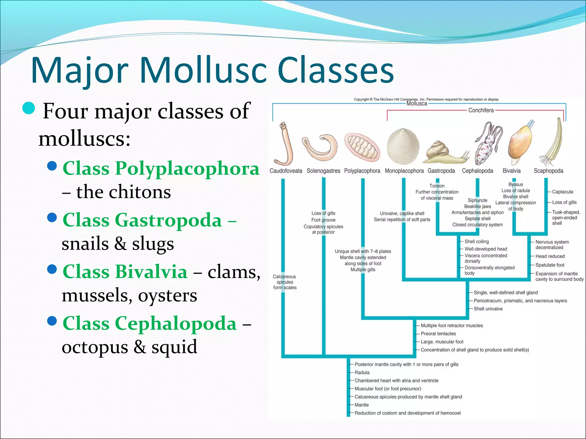 Mollusca, bivalvia modified geology | PPT