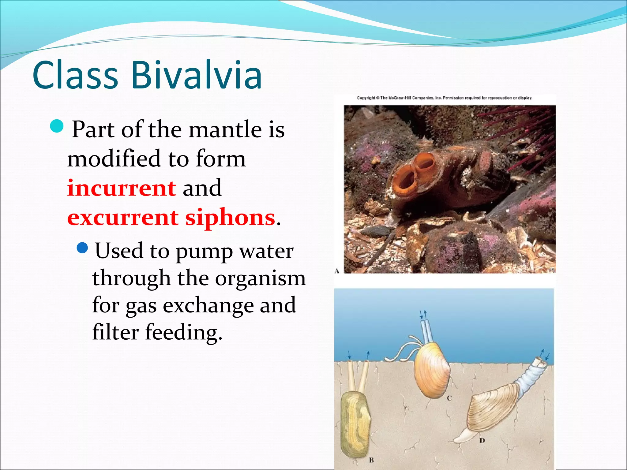 Mollusca, bivalvia modified geology | PPT