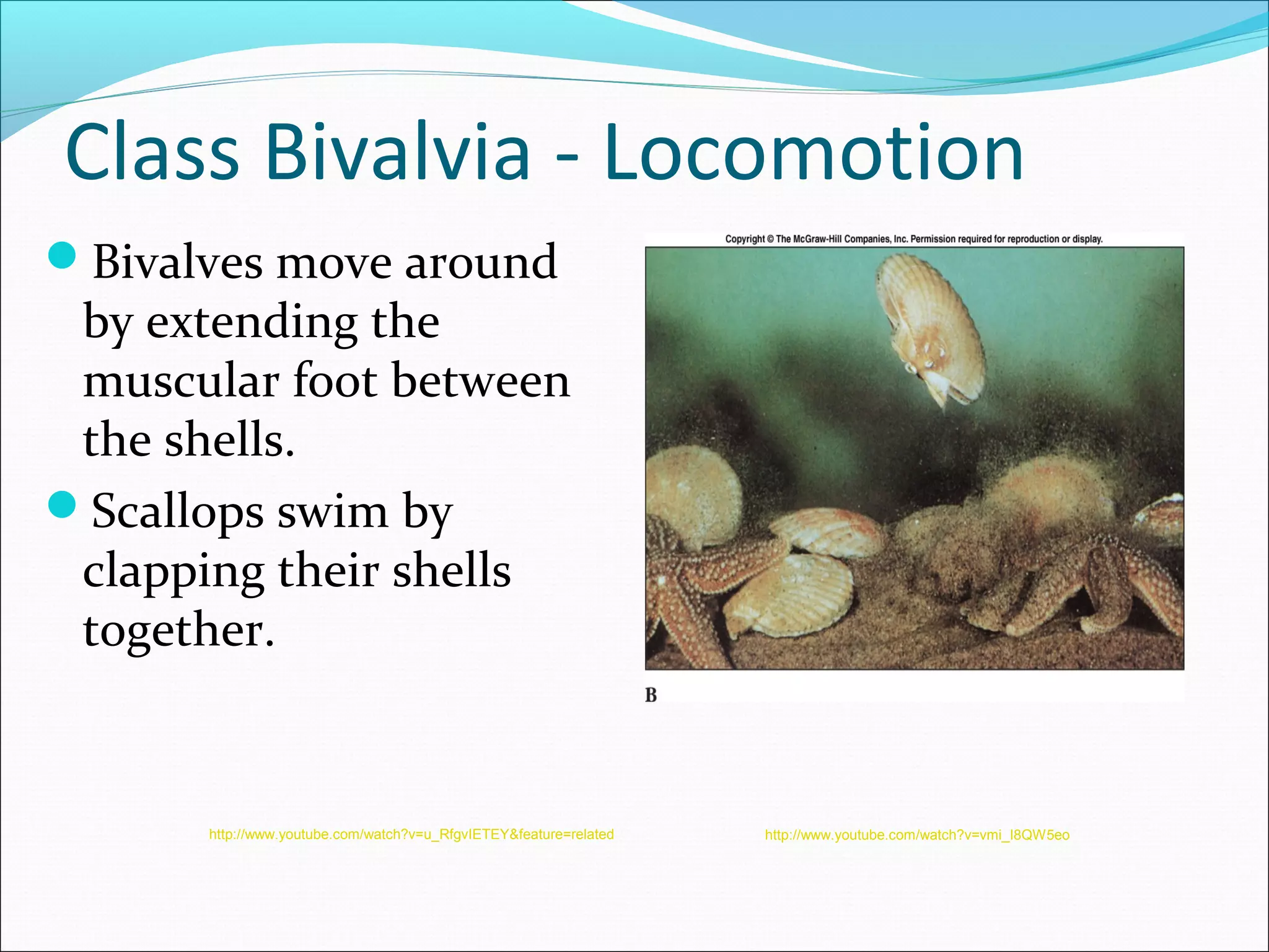 Mollusca, bivalvia modified geology | PPT