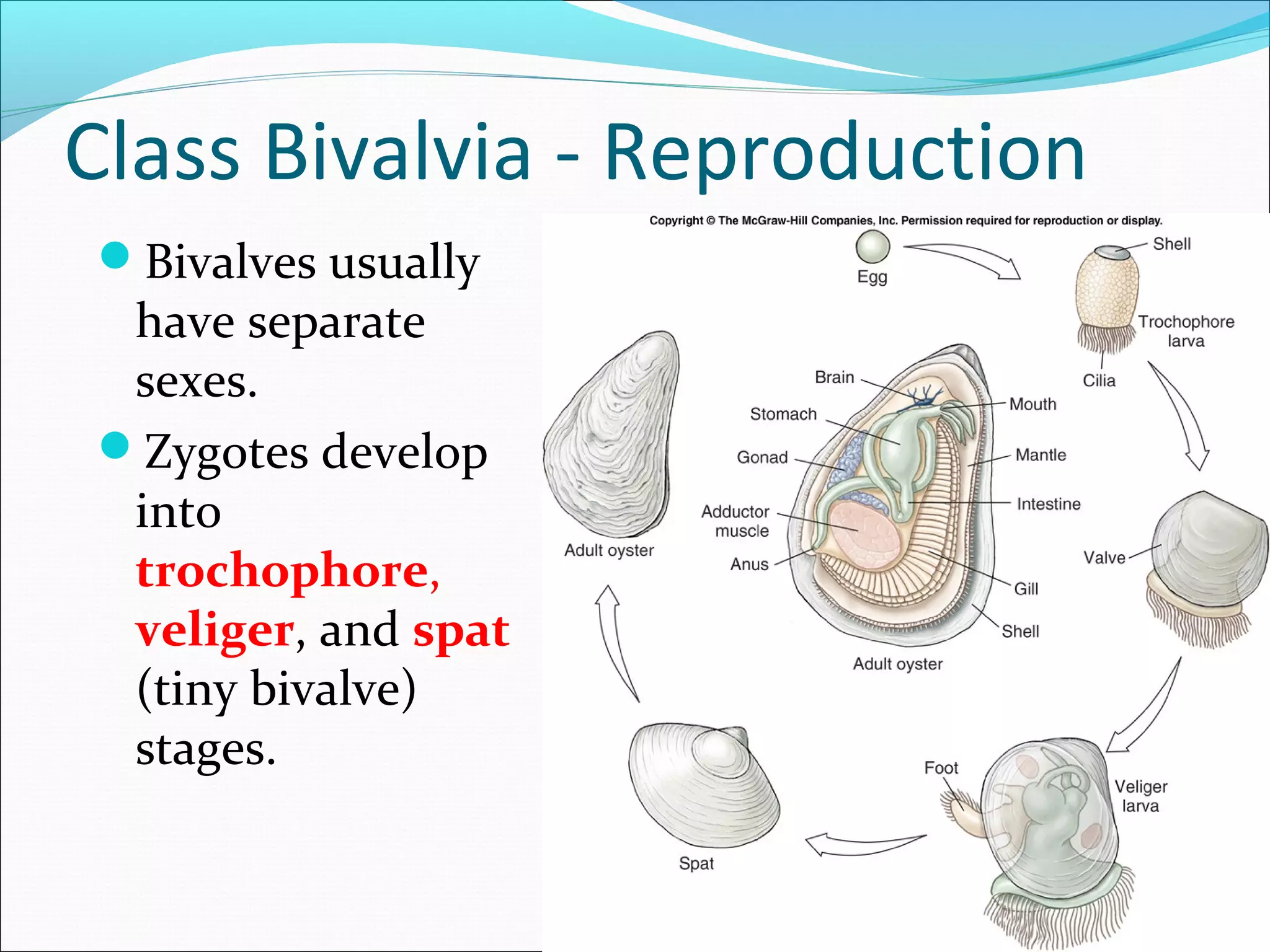 Mollusca, bivalvia modified geology | PPT