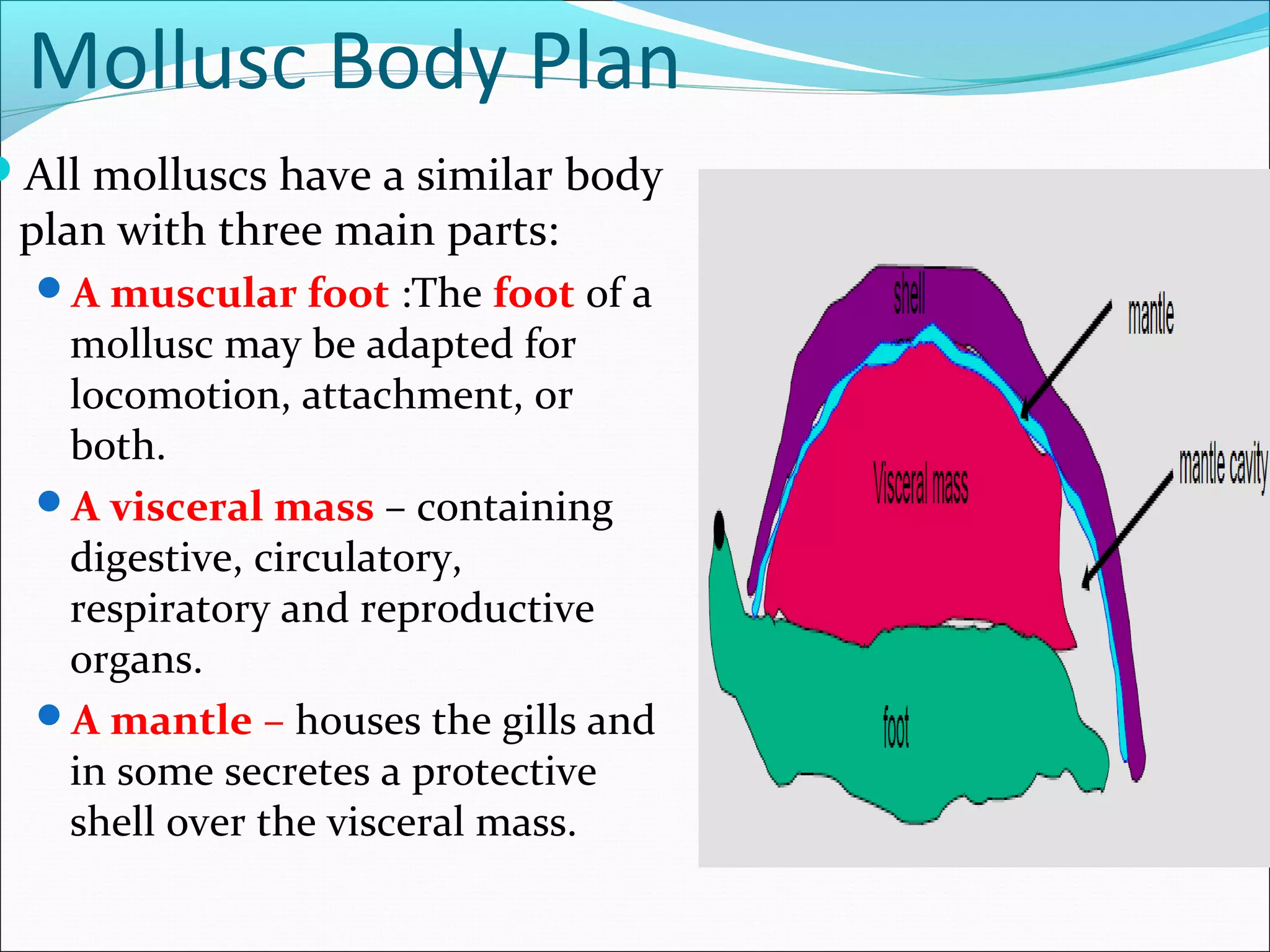 Mollusca, bivalvia modified geology | PPT