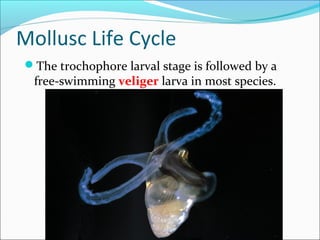 Mollusca, bivalvia modified geology | PPT