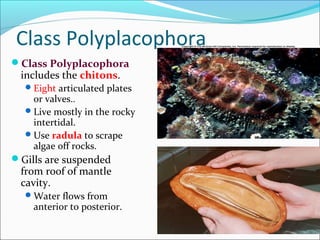 Mollusca, bivalvia modified geology | PPT