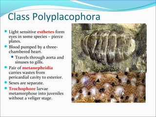 Mollusca, bivalvia modified geology | PPT